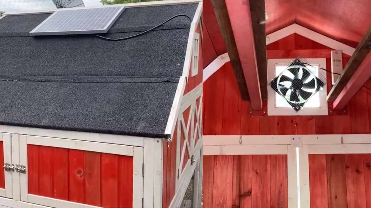 Solar Powered Fans for Chicken Coops: Go Green in the Coop